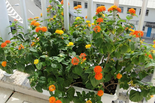 Decoração em Varandas com Flores - Fotos e Modelos